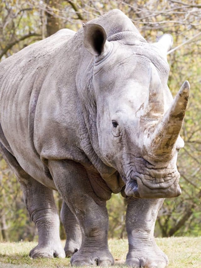 Top 10 Heaviest Animals on Earth