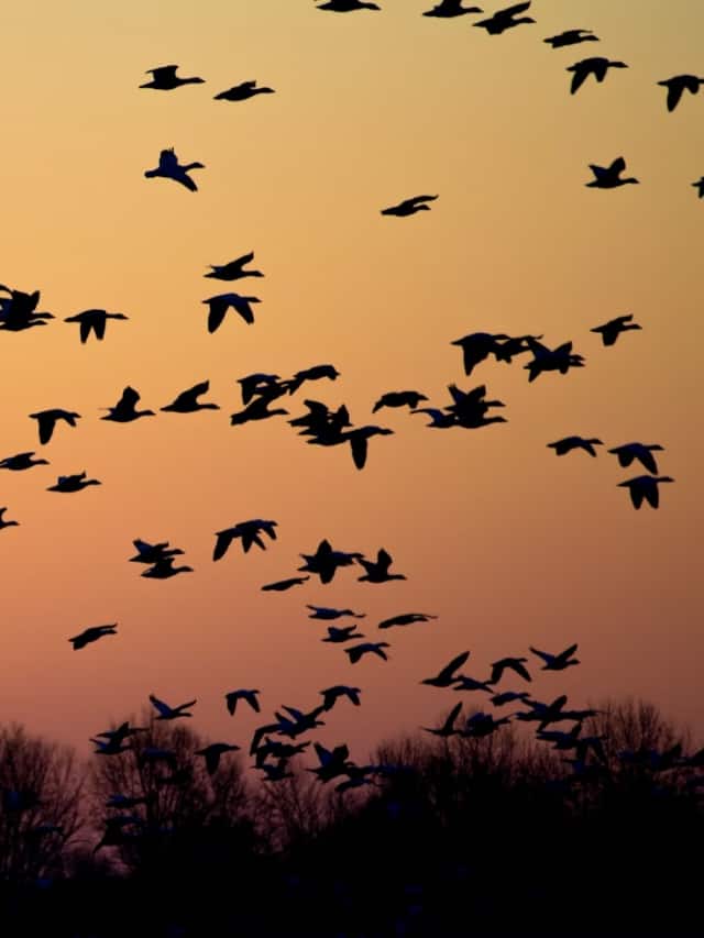 Winter Wonders: 10 stunning birds that migrate to India each year