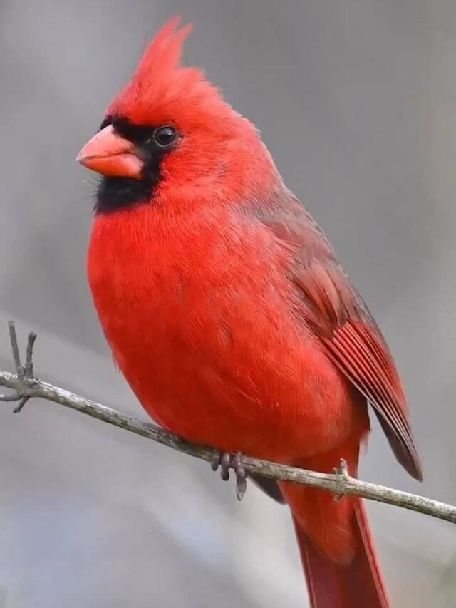 Red beauties: 10 stunning red-hued animals that walk the Earth