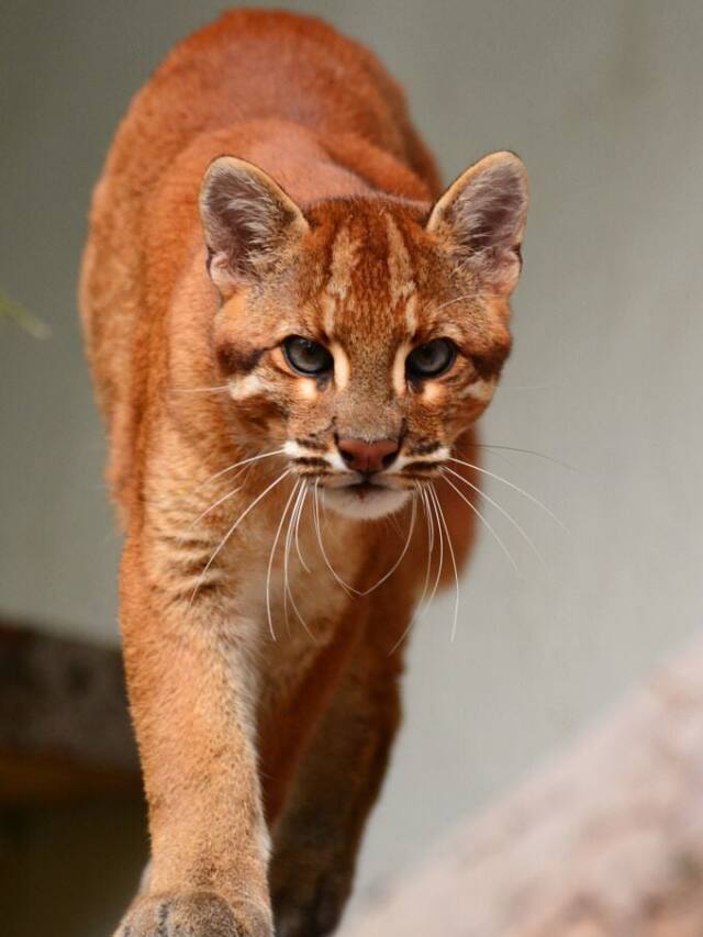 Meow: From cheetahs to bengal cats, 10 tallest cats in the world