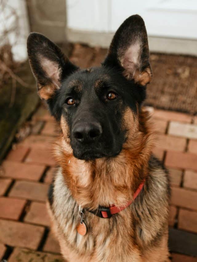 Top 10 Scariest Dog Breeds In The World