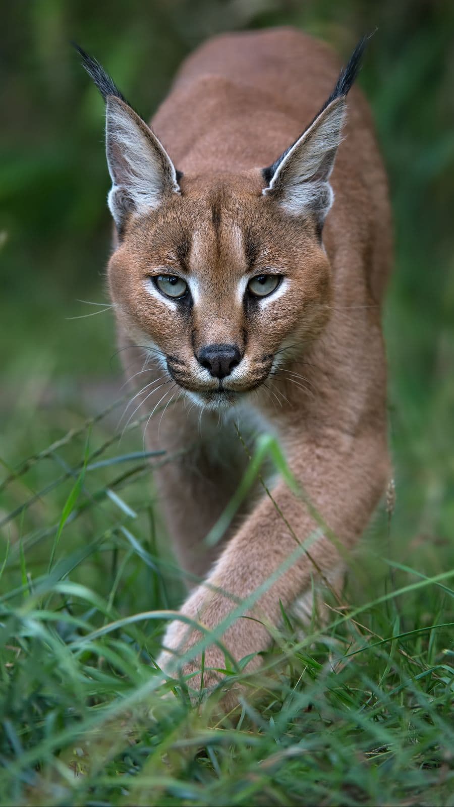 Caracal Pet In India
