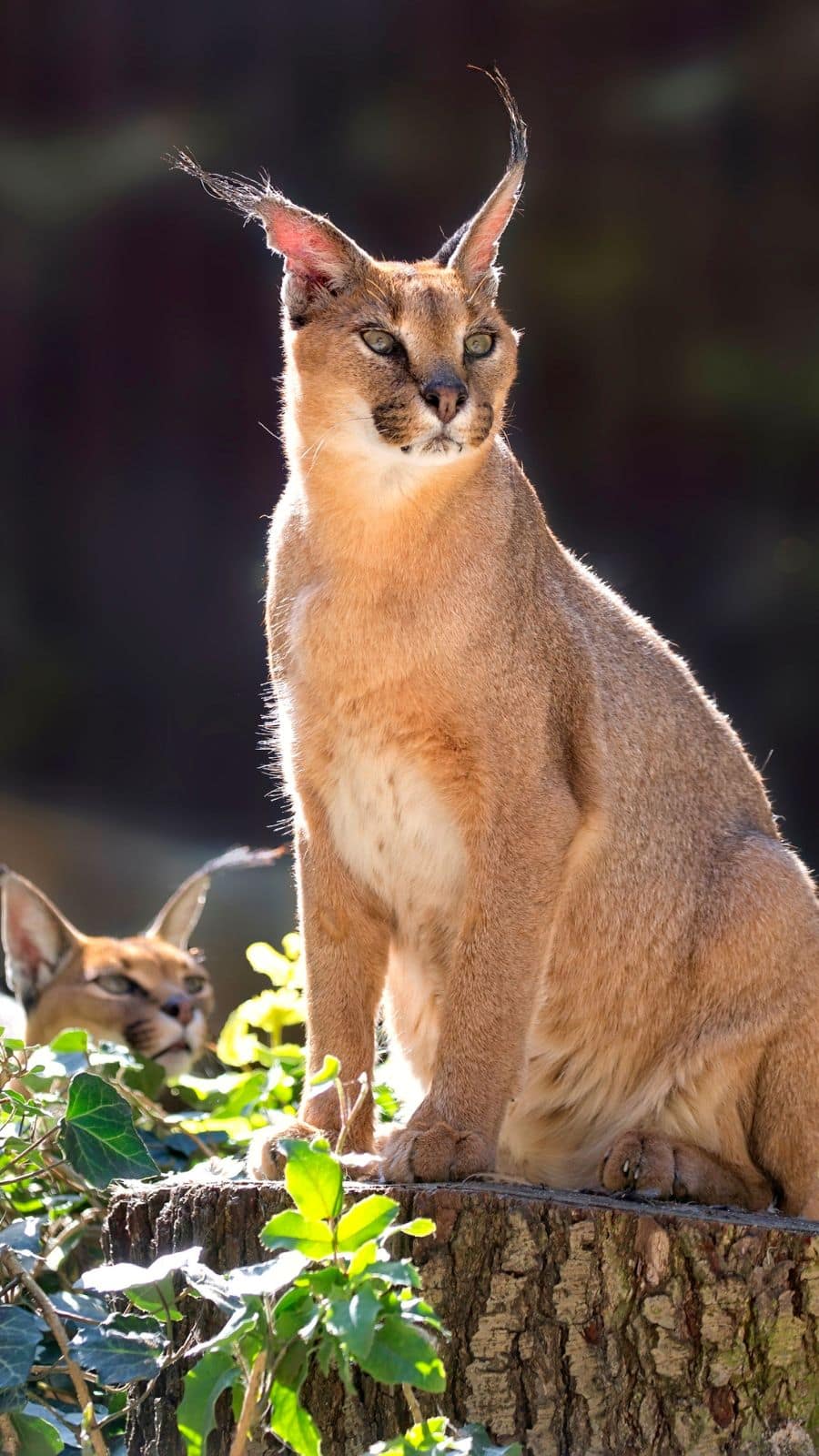 Caracal Pet In India