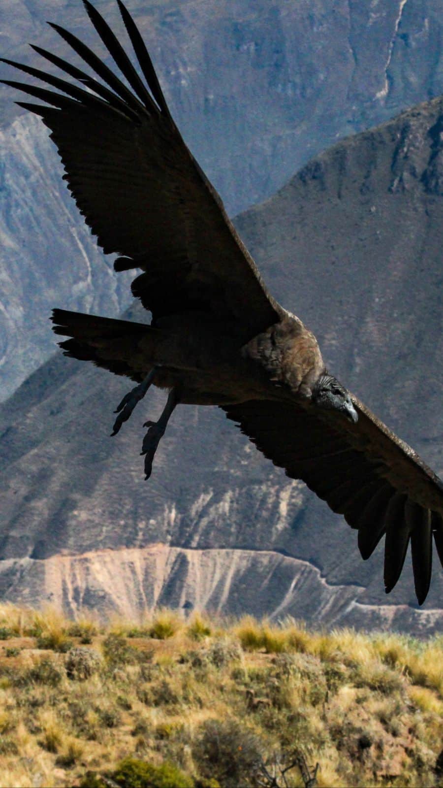 Top 5 Largest Flying Birds In The World - Infoupdate.org