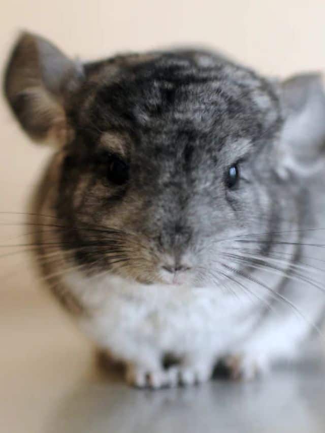 10 Unusual Animals That People Keep As Pets