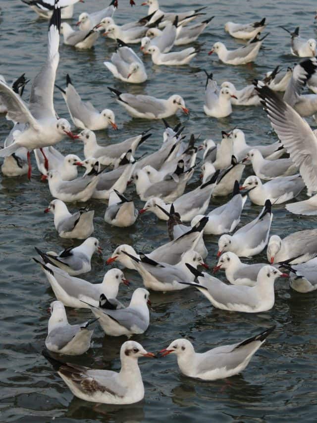 5 Migratory Birds That Visits India Every Year
