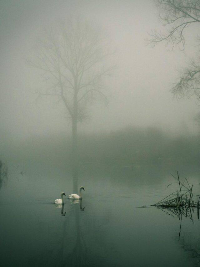 7 Peaceful And Calm Animals