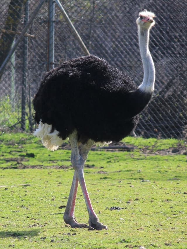 Bird Talk: 9 massive birds you must know about