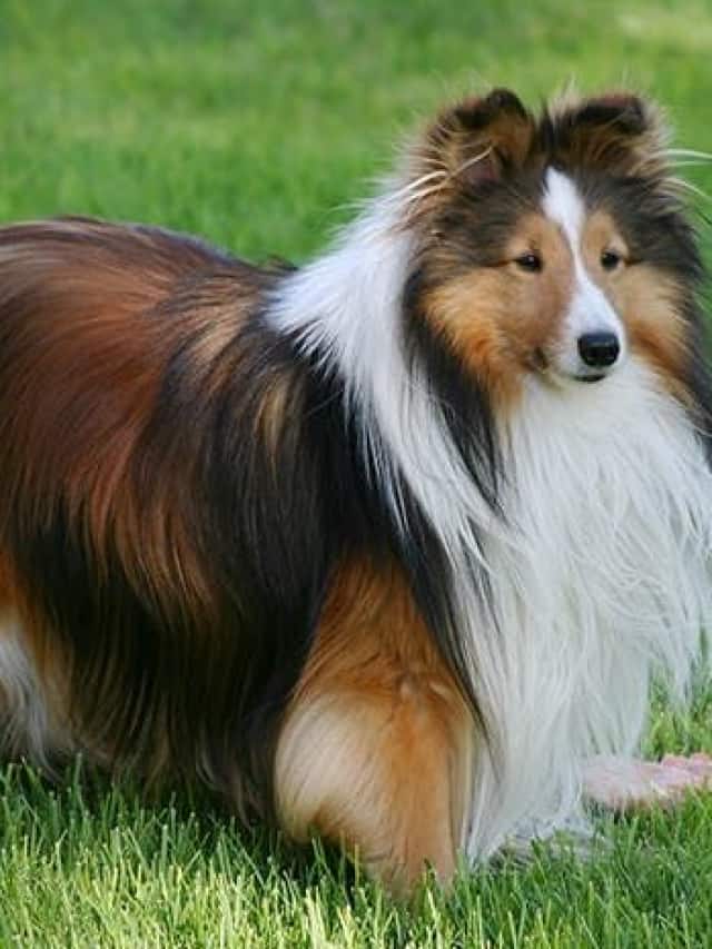 Long locks and thick coats: 10 dog breeds with the most hair