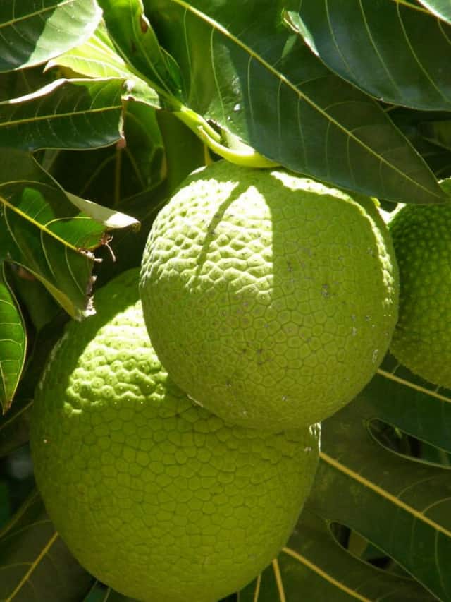 10 Biggest Fruits in the World
