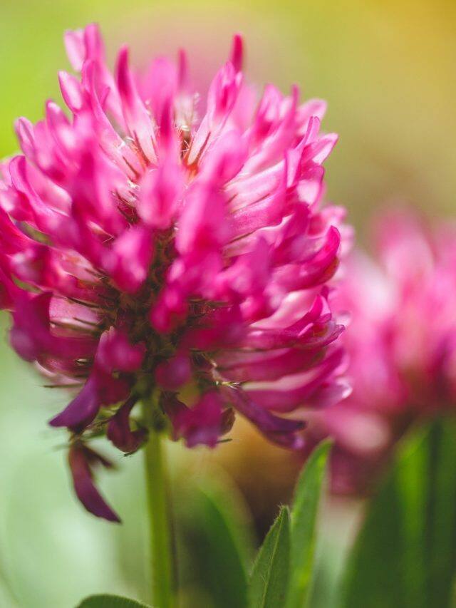 Red clover health benefits: 7 reasons to start using triphala now