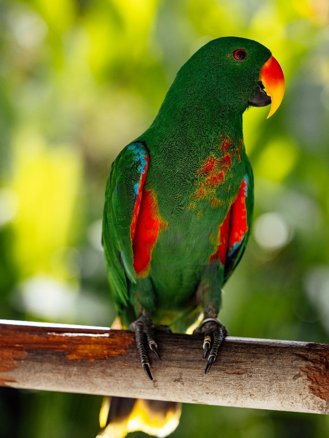 7 Most Intelligent Pet Parrots