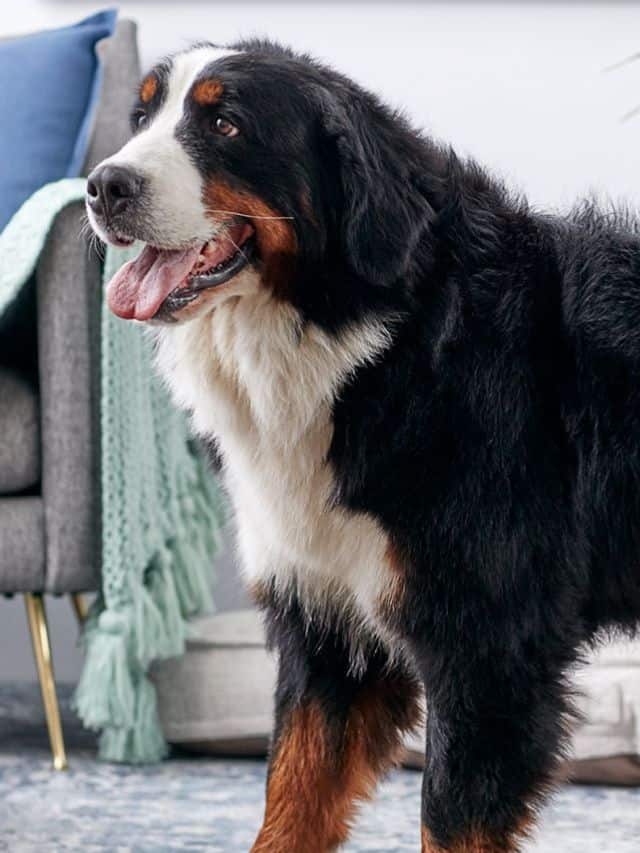 5 Best Family Dog Breeds Your Kids Will Love