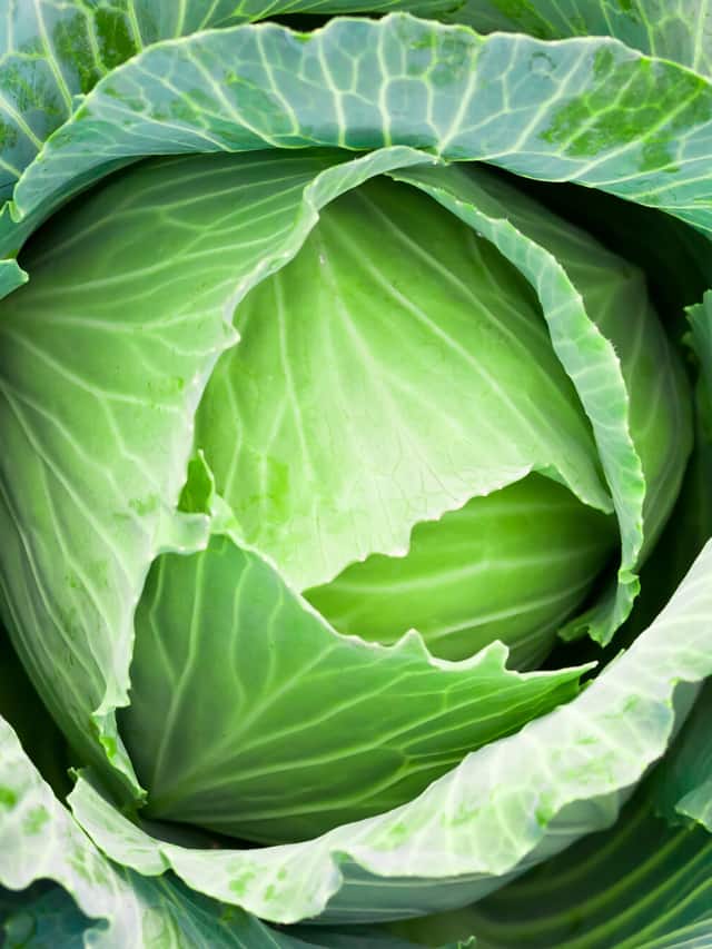7 Cruciferous Vegetables to Add in Your Regular Diet