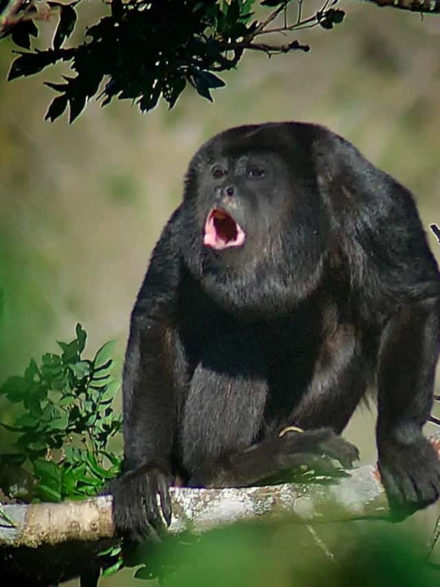 Top 8 Animals That Have The Loudest Voice