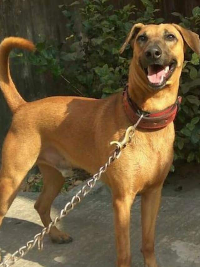 Rajapalayam to Kanni: Know These Native Dog Breeds From Tamil Nadu