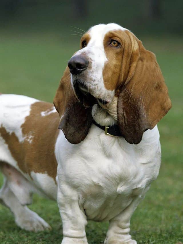 5 Adorable Dog Breeds With Big, Round Eyes