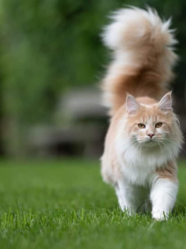 Understanding Your Cat’s Tail Language