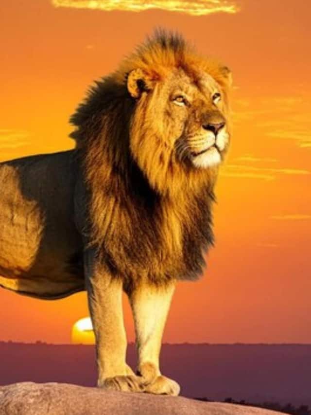 7 Wildest Places in India to See Lions Up Close