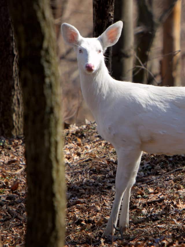 Meet Albino Deer: The Rarest Animal in Nature