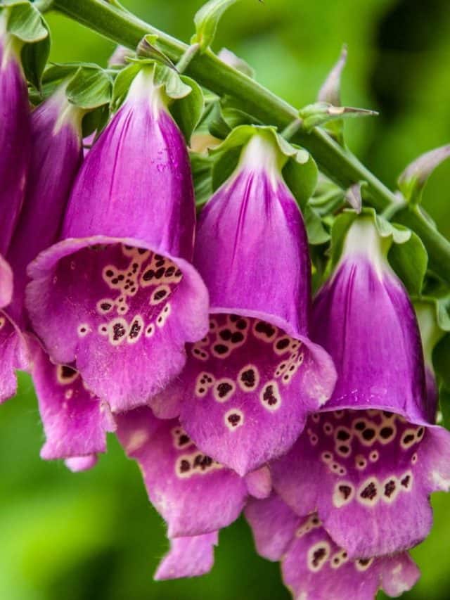 Top 10 Poisonous Plants That Are Fatal to Humans
