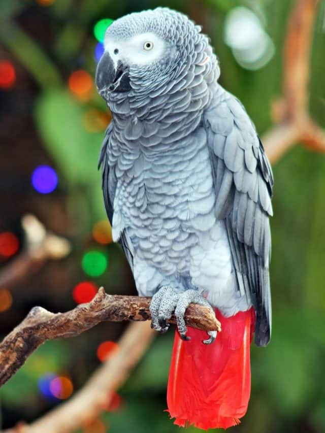 Top 10 Facts About Grey Parrots: World’s Most Intelligent Bird