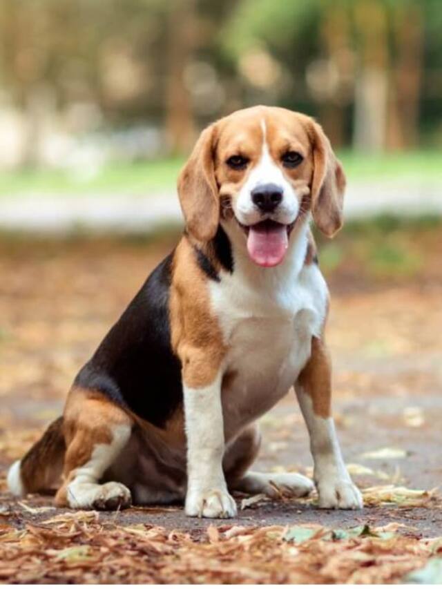 7 Exotic Pets For Small Spaces