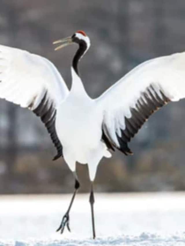 5 Birds That Bring Good Luck