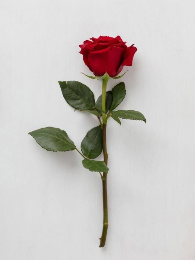 Rose Day 2025: Different colours of roses and their significance