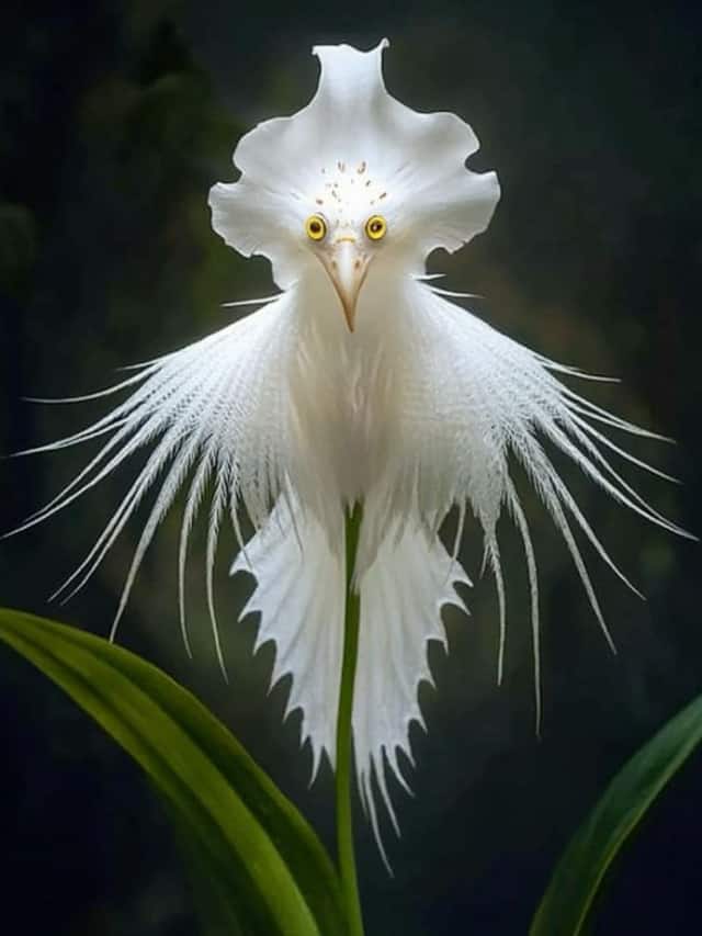 Believe it or not but these 10 flowers look like birds