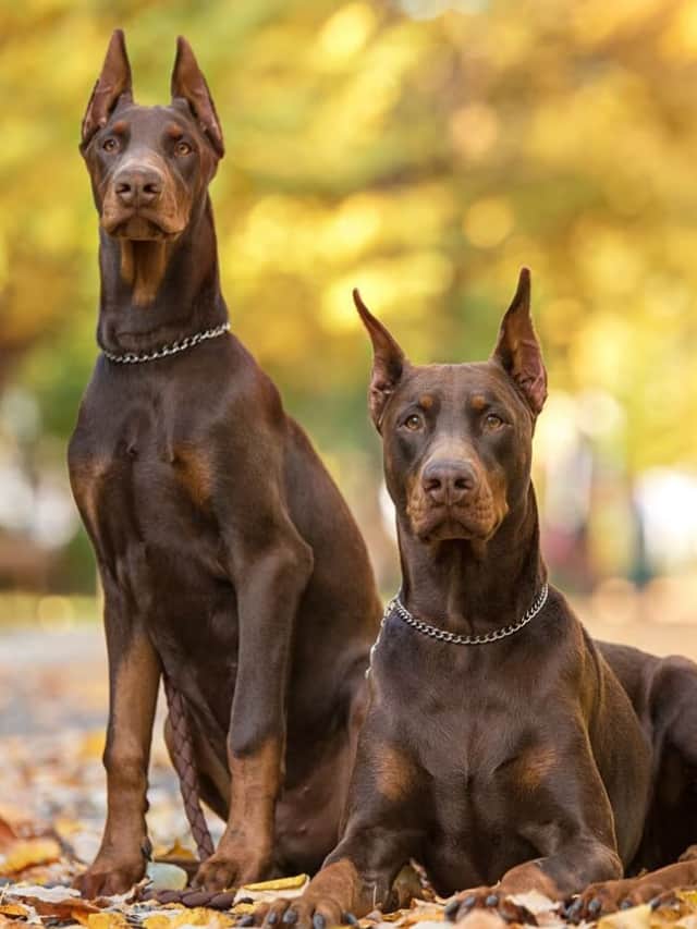 6 Best Guard Dog Breeds for Apartments