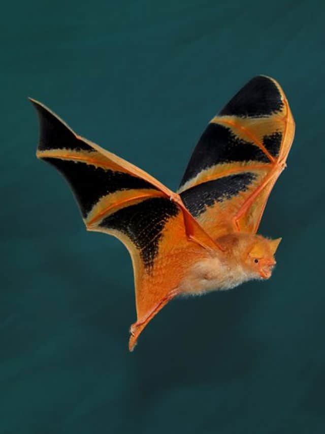10 Stunning Orange-coloured Animals