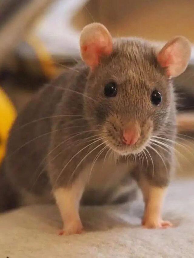 ఈ చిట్కా ఉపయోగిస్తే ఇంట్లోకి ఎలుకలు రావు