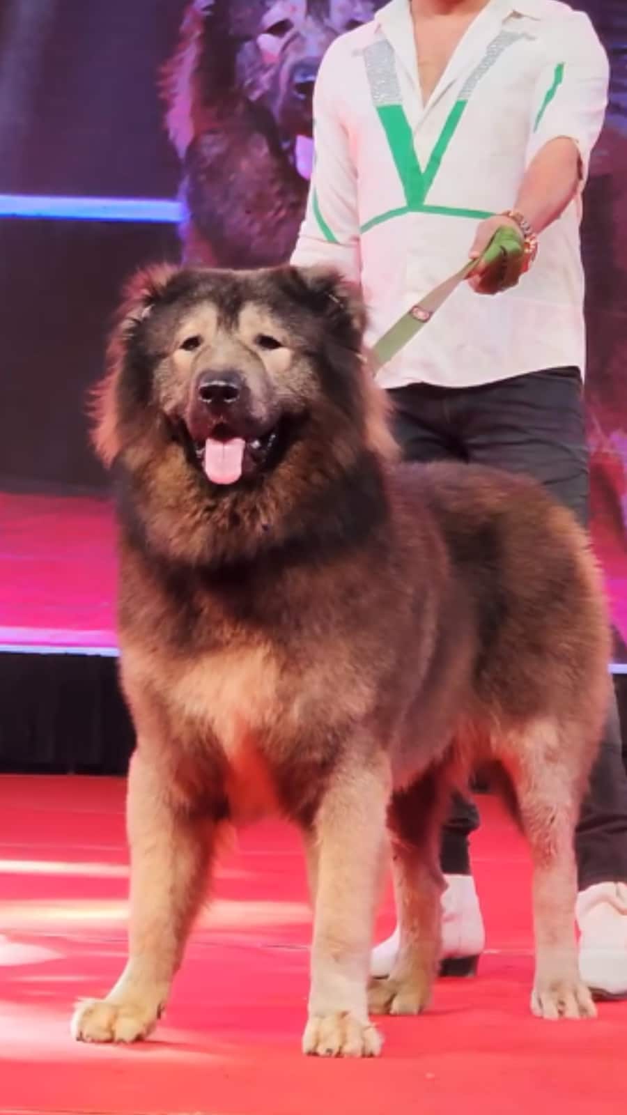Okami 3 Dogs