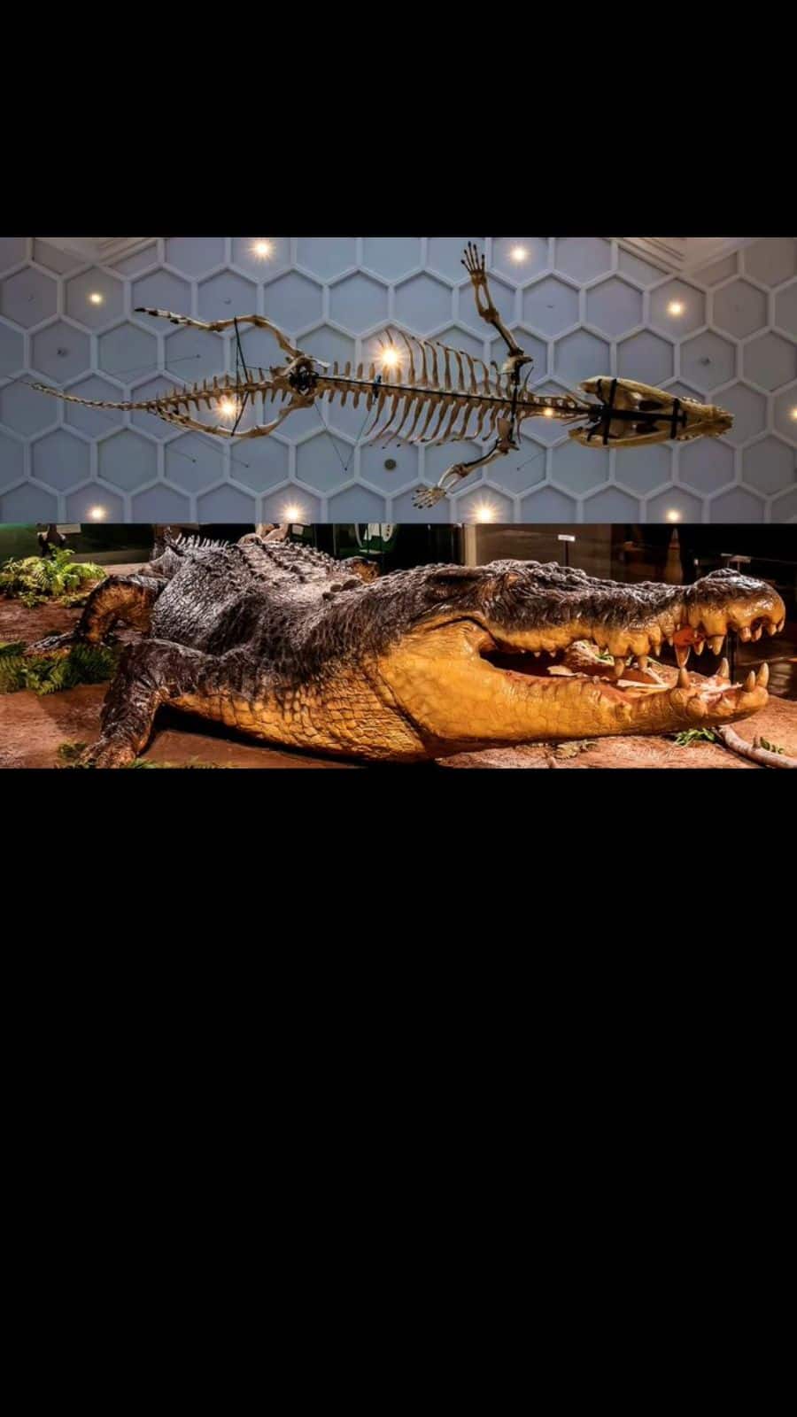 Lolong Crogall Fathach