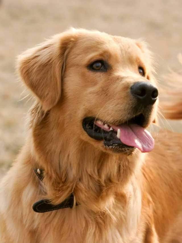 5 Dog Breeds With Gentle Demeanor