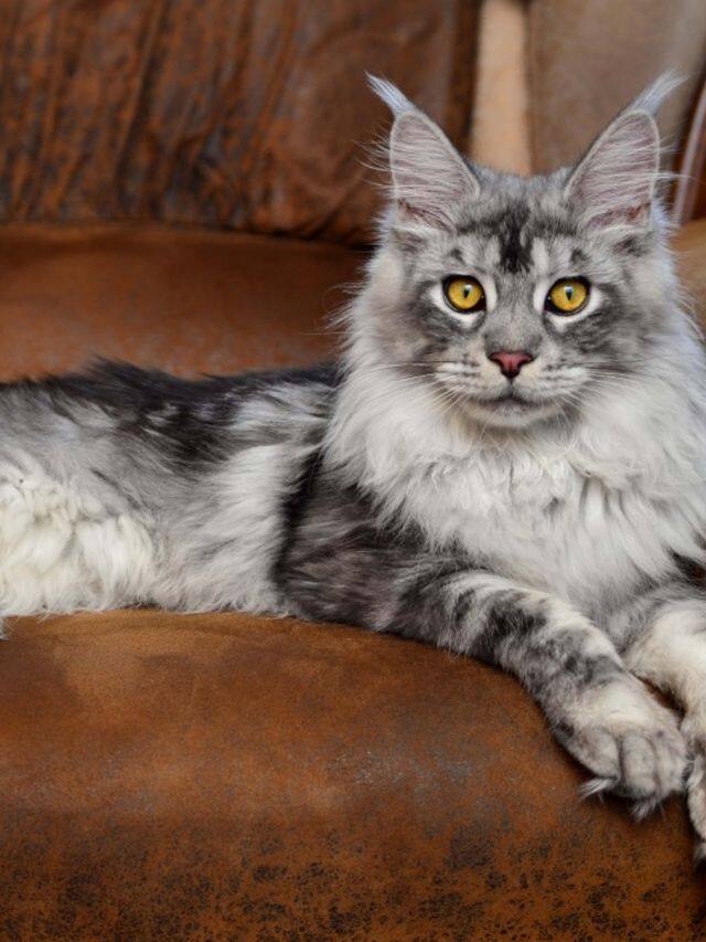 5 Cat Breeds With Beautiful Yellow Eyes