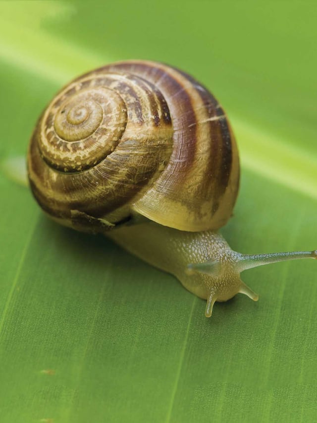 5 Amazing Animals With More Than One Brain