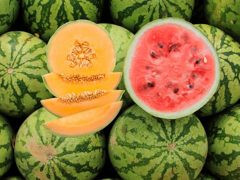 Muskmelon Vs Watermelon: ఖర్బూజా vs పుచ్చకాయ.. వేసవిలో ఆరోగ్యానికి ఏది ...