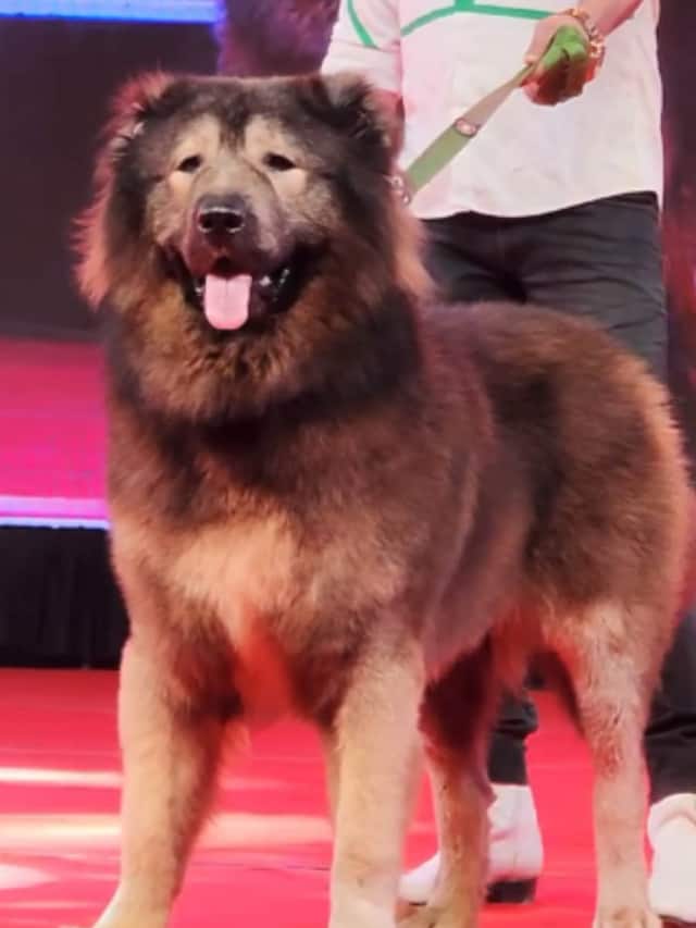 Meet the Rs 50 Crore Rare Wolfdog Okami
