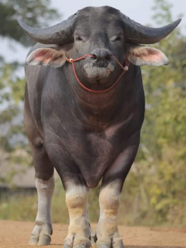 Meet King Kong: World's Tallest Water Buffalo Breaking Records