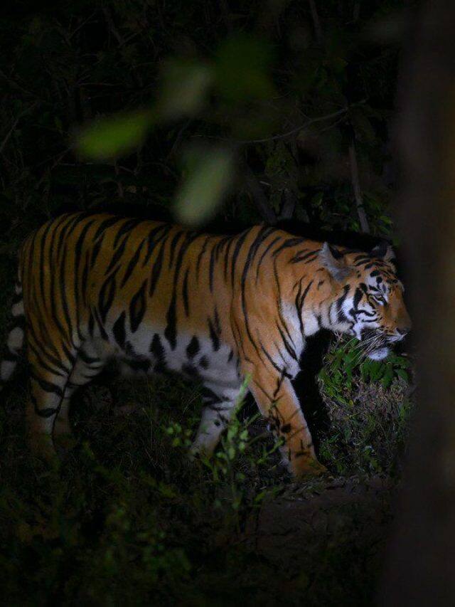 5 Best Jungles In India For Night Safari