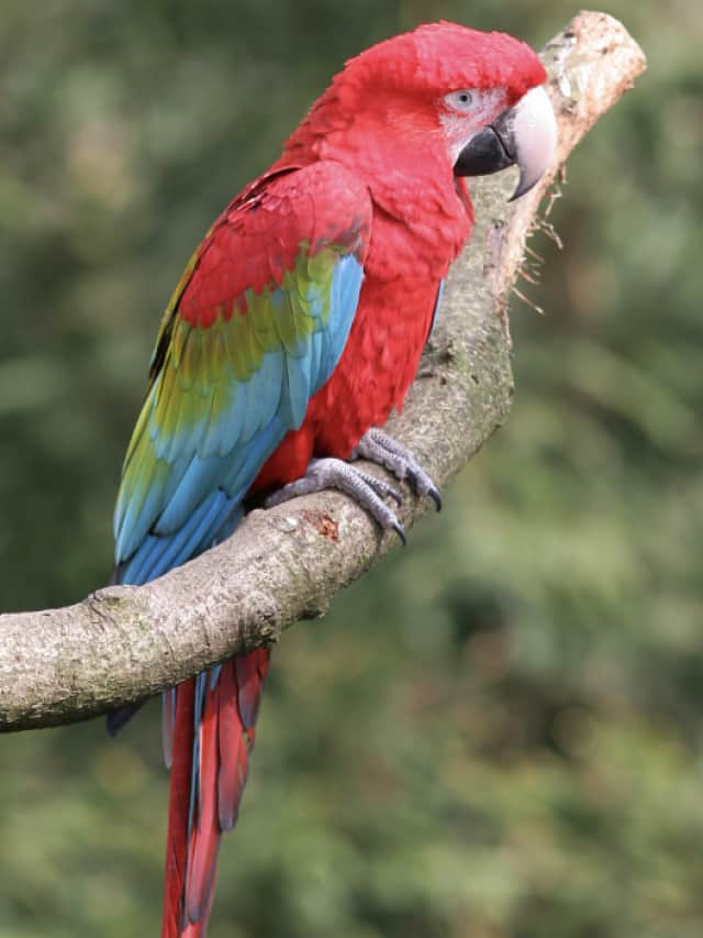 6 Most Expensive Parrots in the World