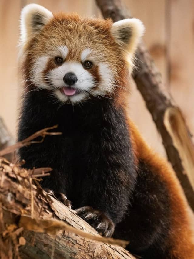 8 Colourful Wild Animals