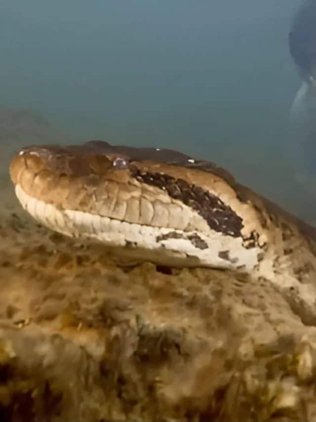 Meet Eunectes akayima: World’s Largest Living Anaconda Discovered