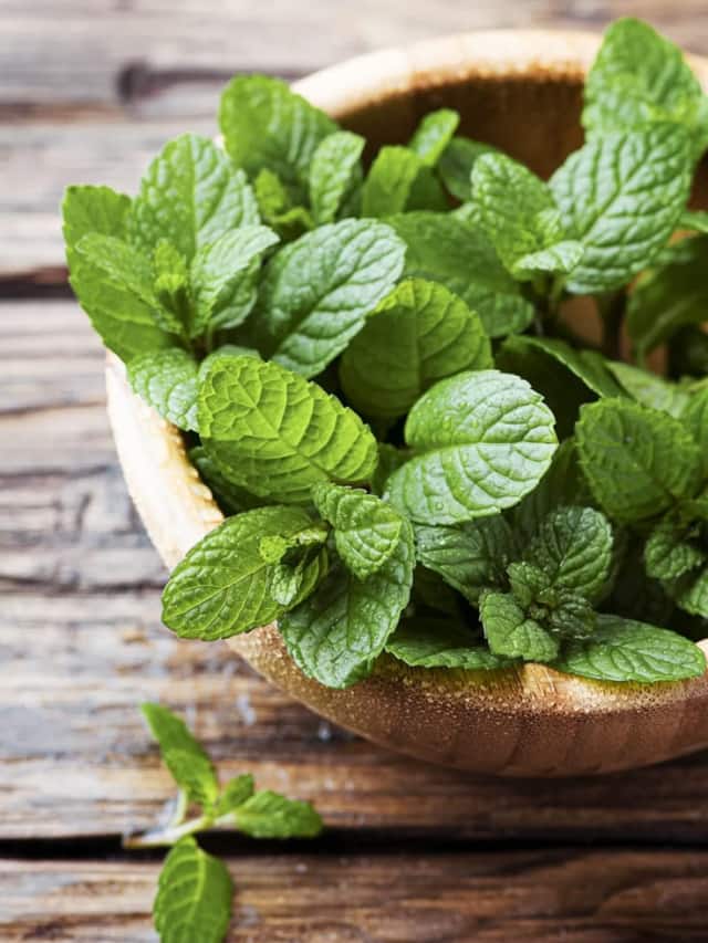 From digestion to hydration, 10 summer benefits of mint