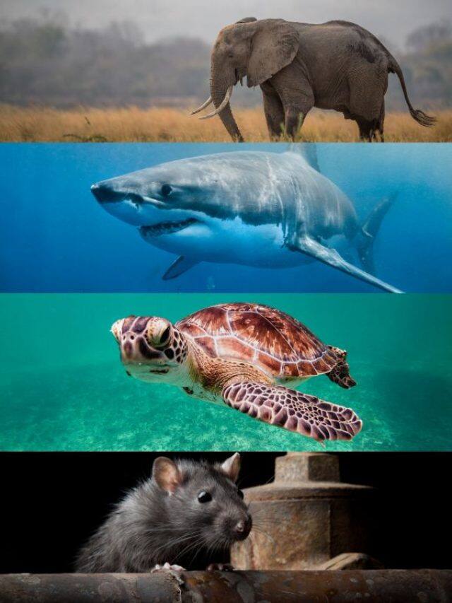 8 Animals With Incredible Healing Powers