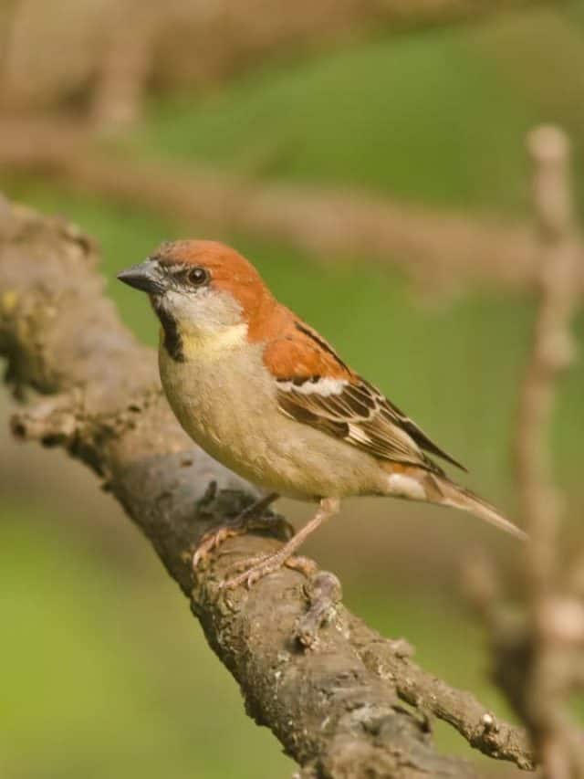 6 Types Of Sparrows Found In India