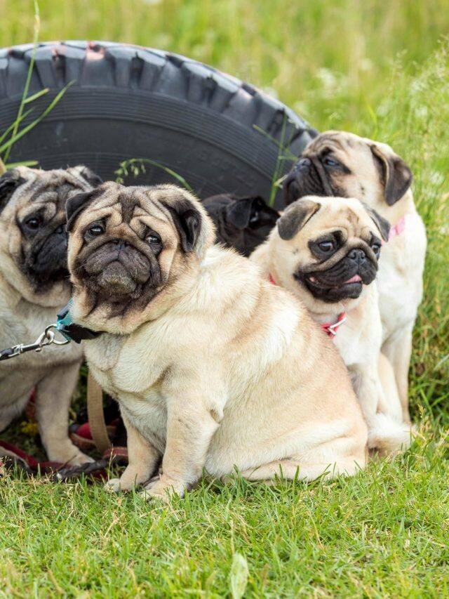 7 Cute Miniature Dog Breeds