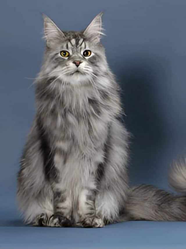 Meet Stewie: The World’s Longest Cat to Ever Exist